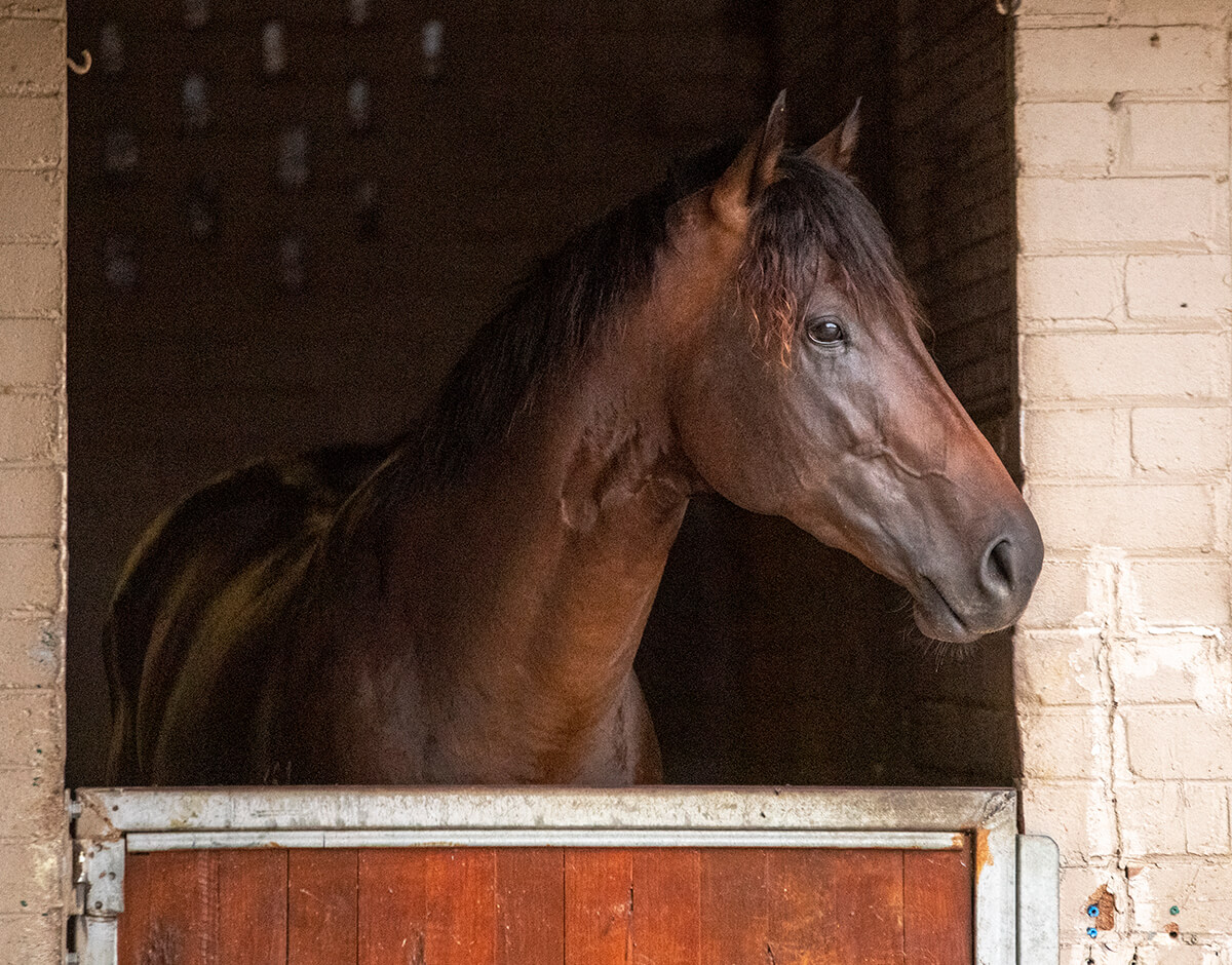 Why are racehorses kept in stables? - Kick Up