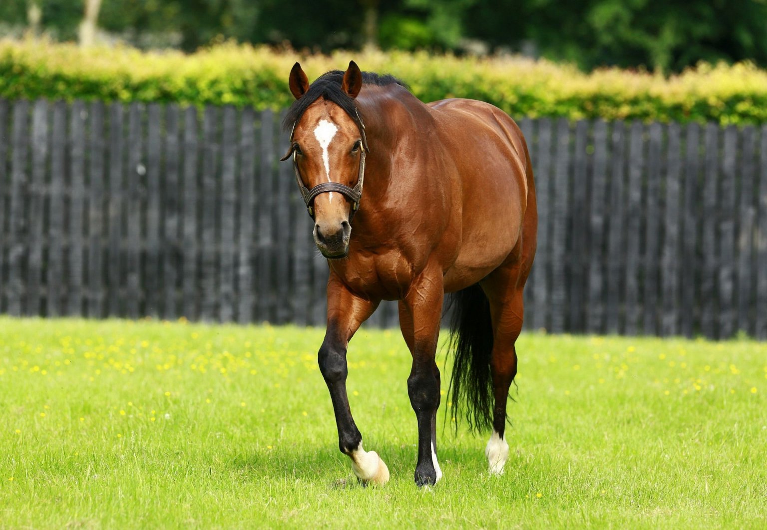 Coolmore Stallions' Daily Routines - Kick Up