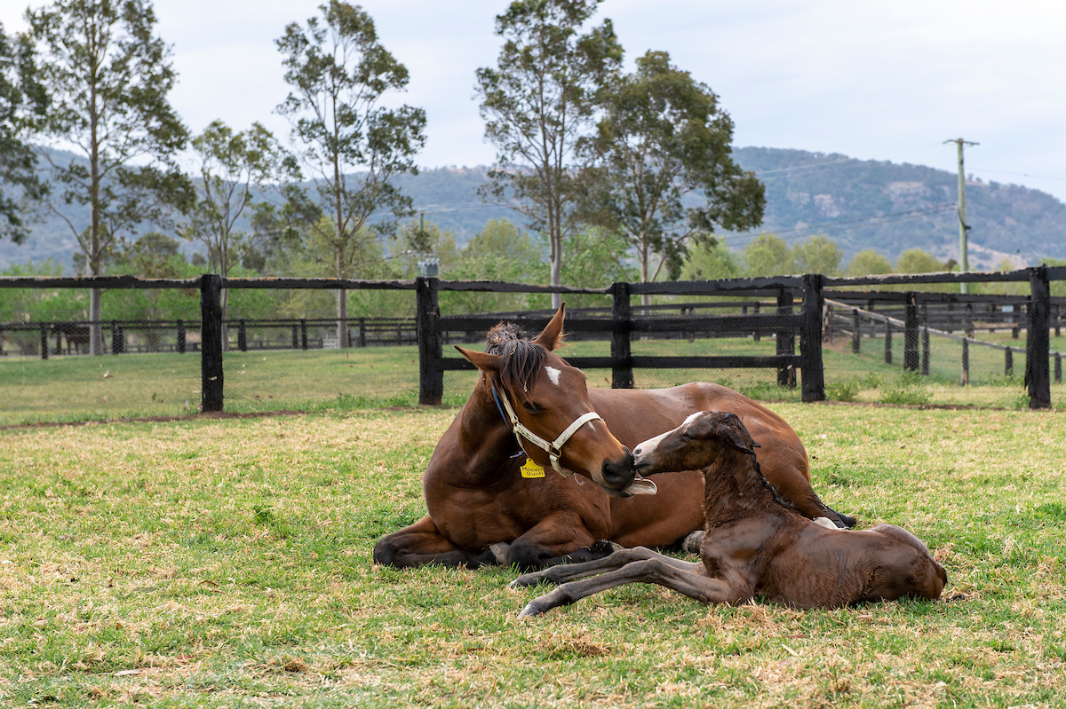 What are common foaling complications? - Kick Up